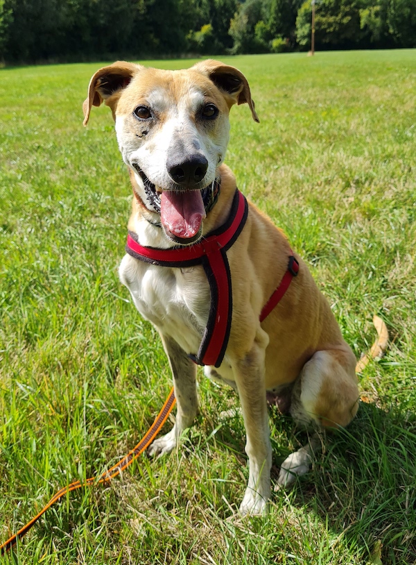 Greyhound and Lurcher Rescue in the UK