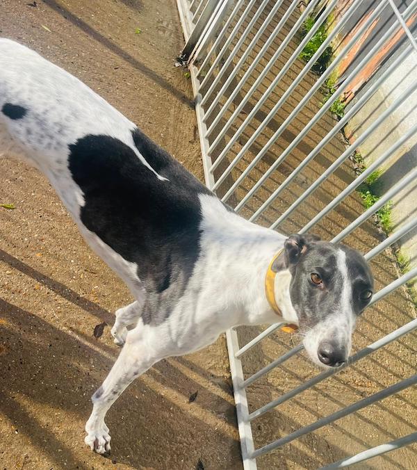 Give a Greyhound or Lurcher a new life in the UK