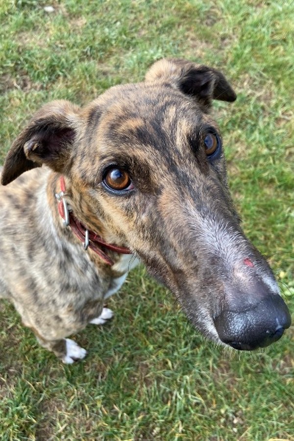 Greyhound and Lurcher Rescue in the UK