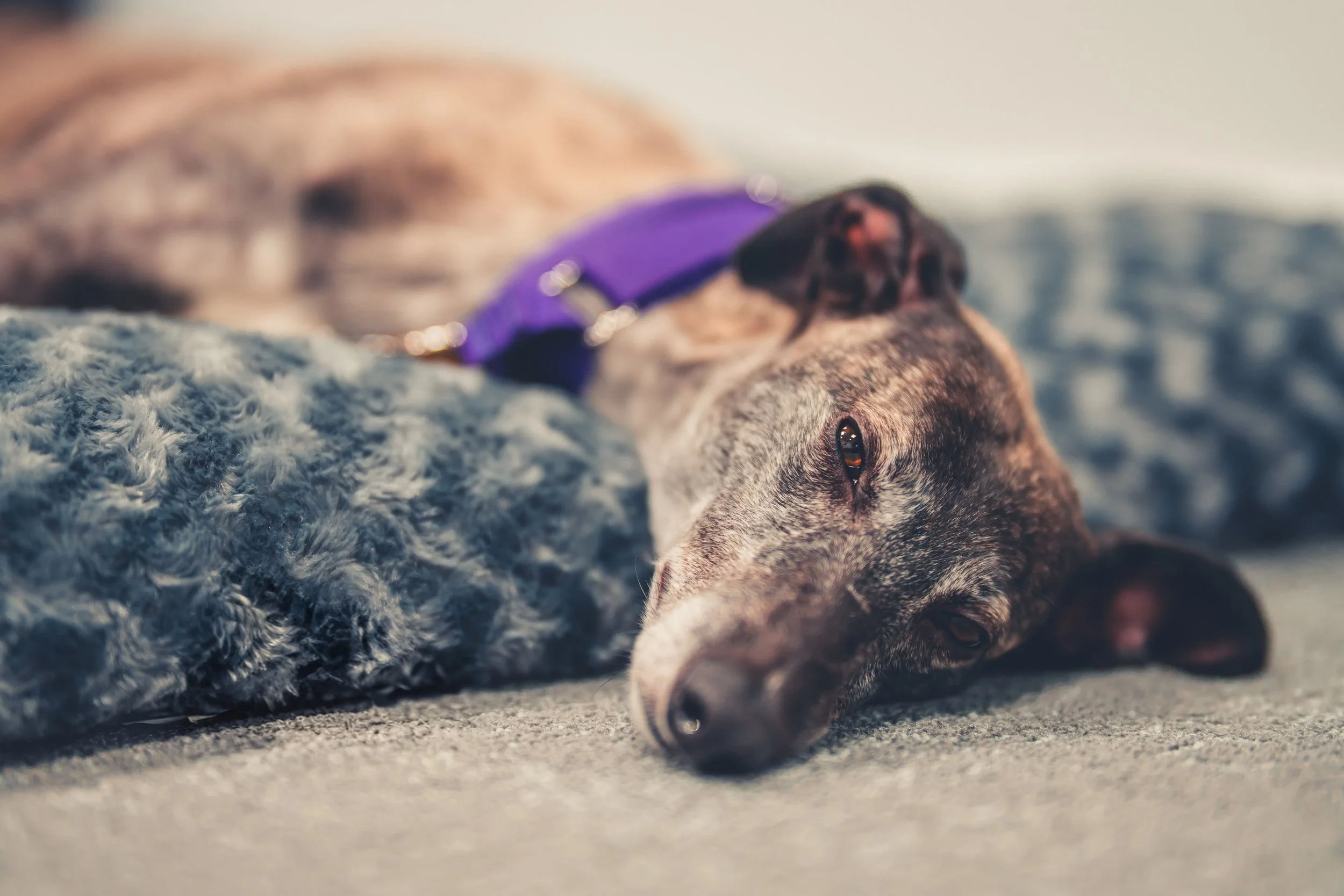 Pepper the Lurcher needs a home